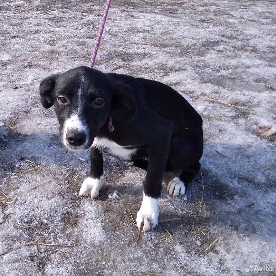 У Макси неделя на пристрой