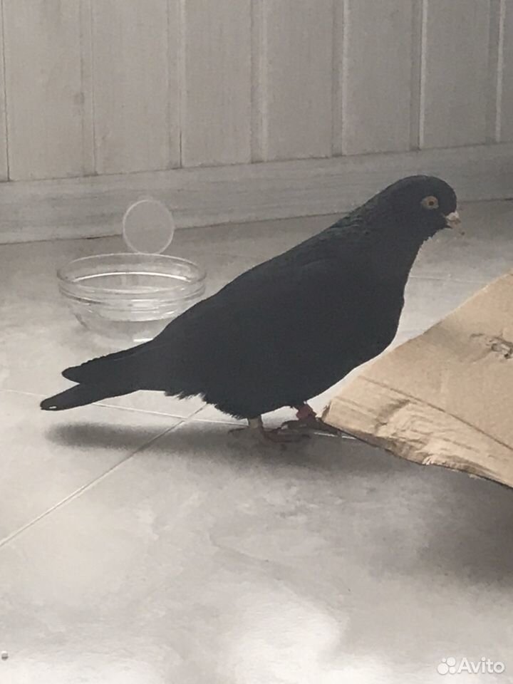 Кто потерял голубя