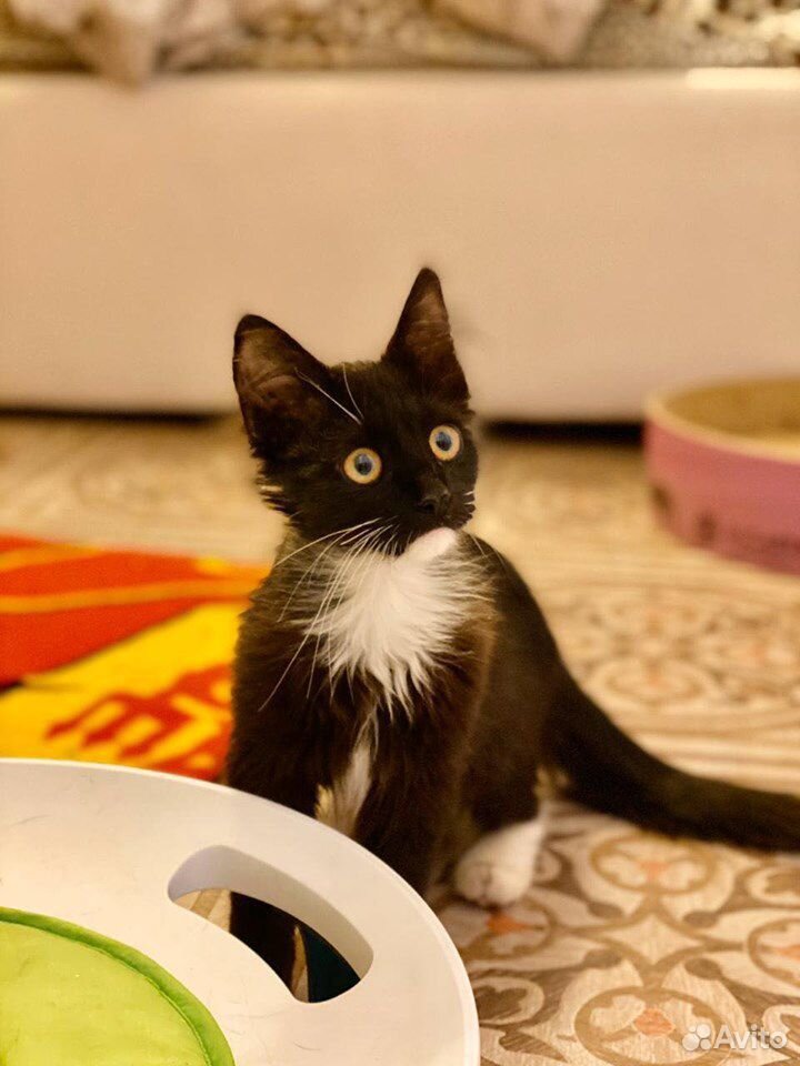 Котик-маркизик в добрые руки