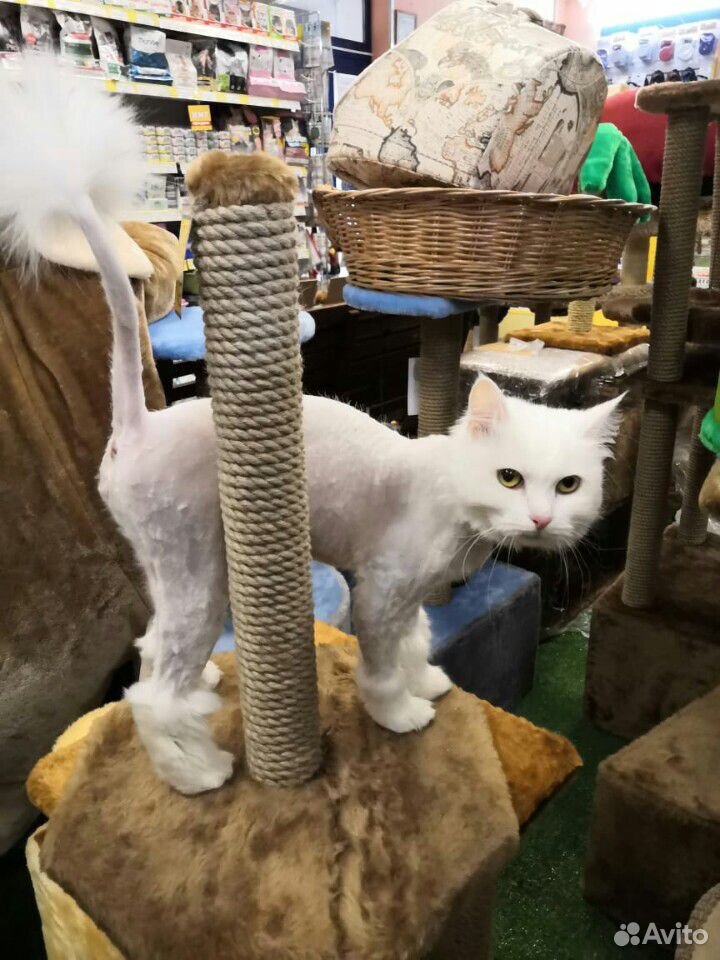 Молода кошечка