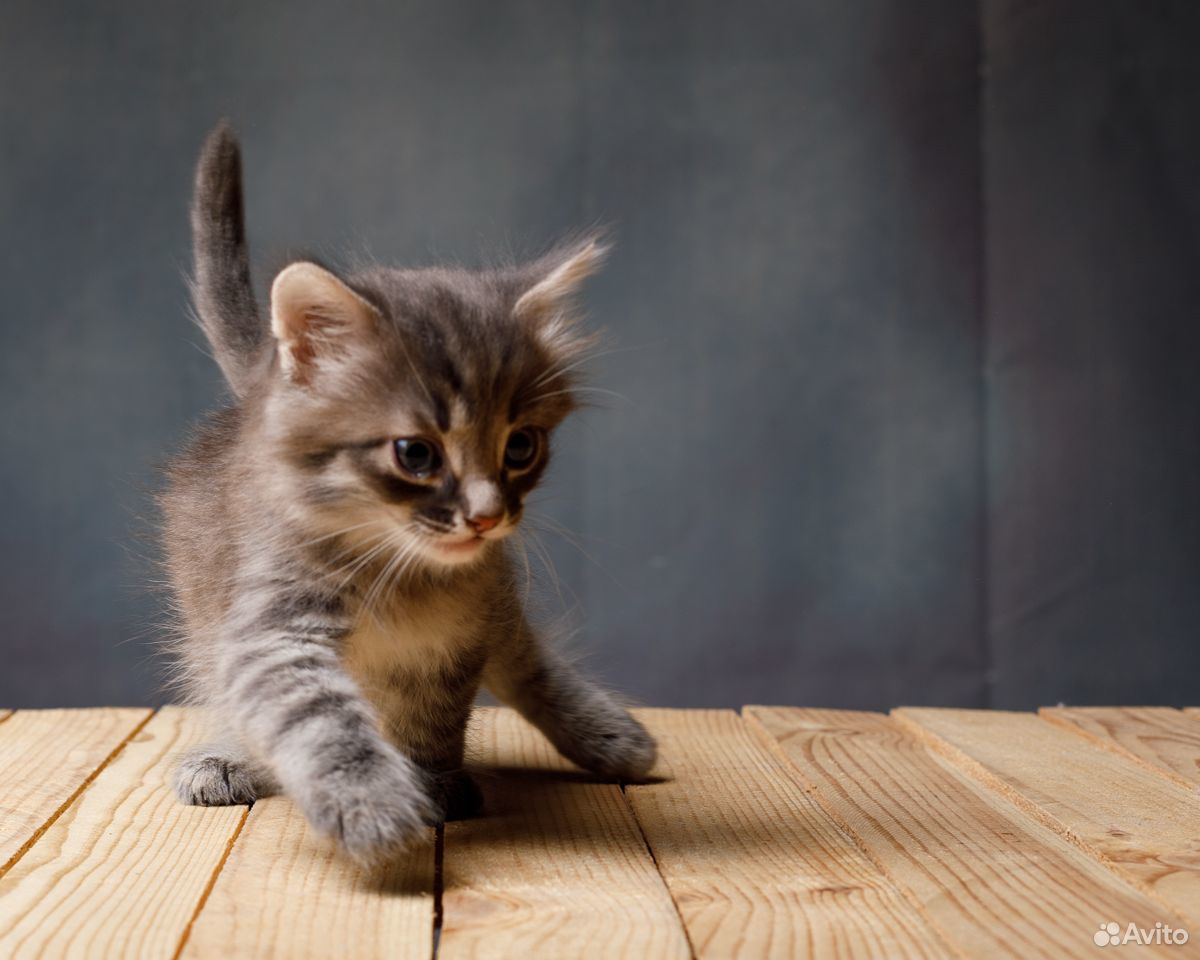 Котёнок мальчик ищет новый дом 1 мес