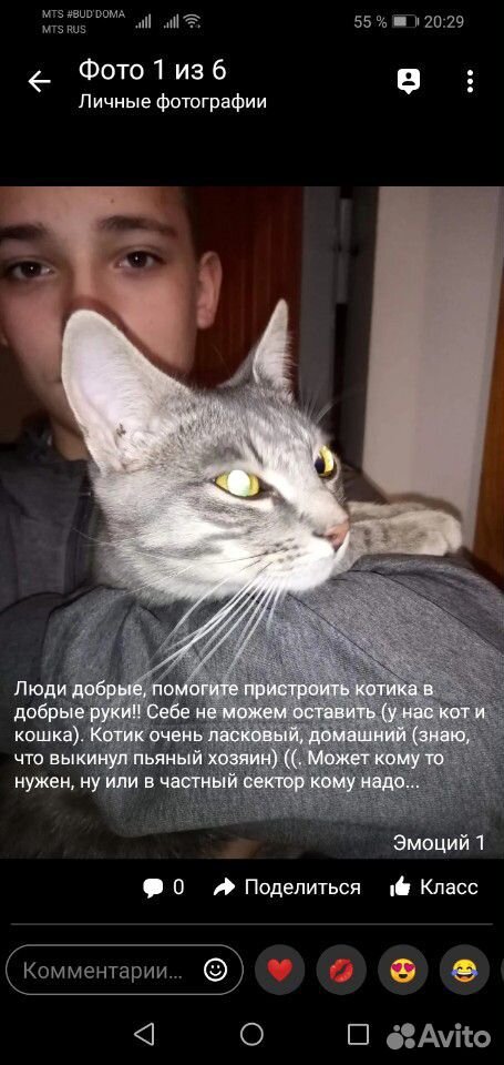 Котик