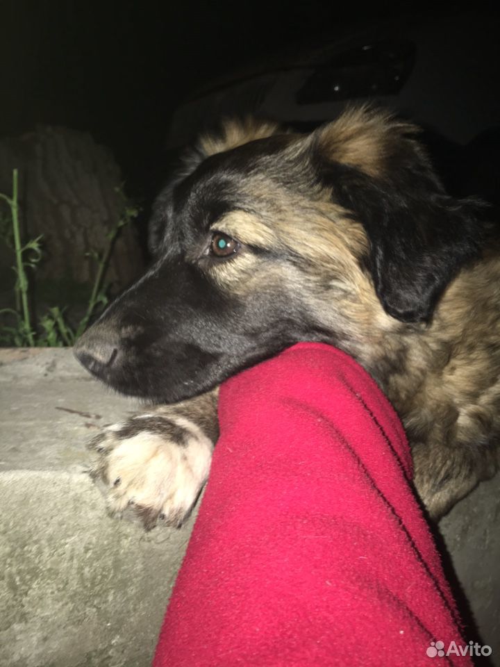 Собака,девочка, почти немка