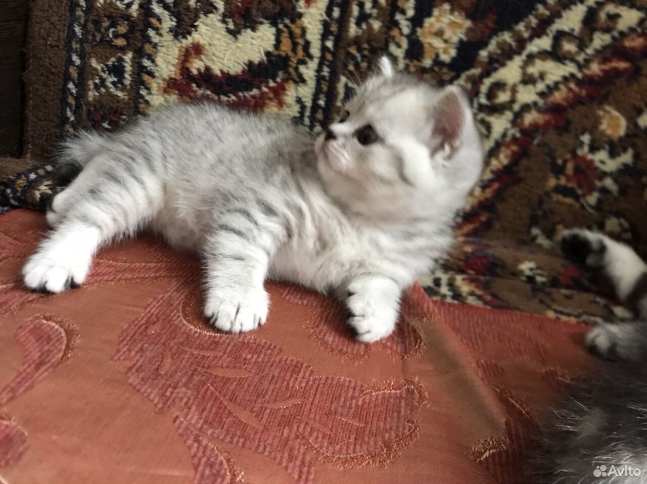 Шотландцы. Шотландские вислоухие котята