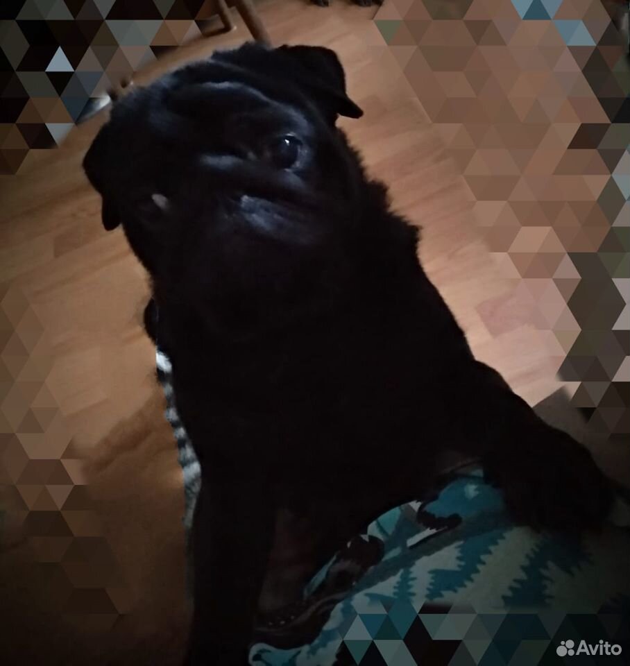 Щенок мопса