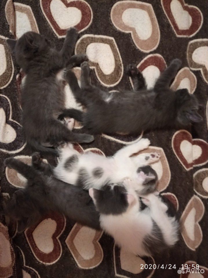 Котята Сибирские