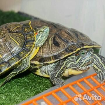 Черепахи красноухие