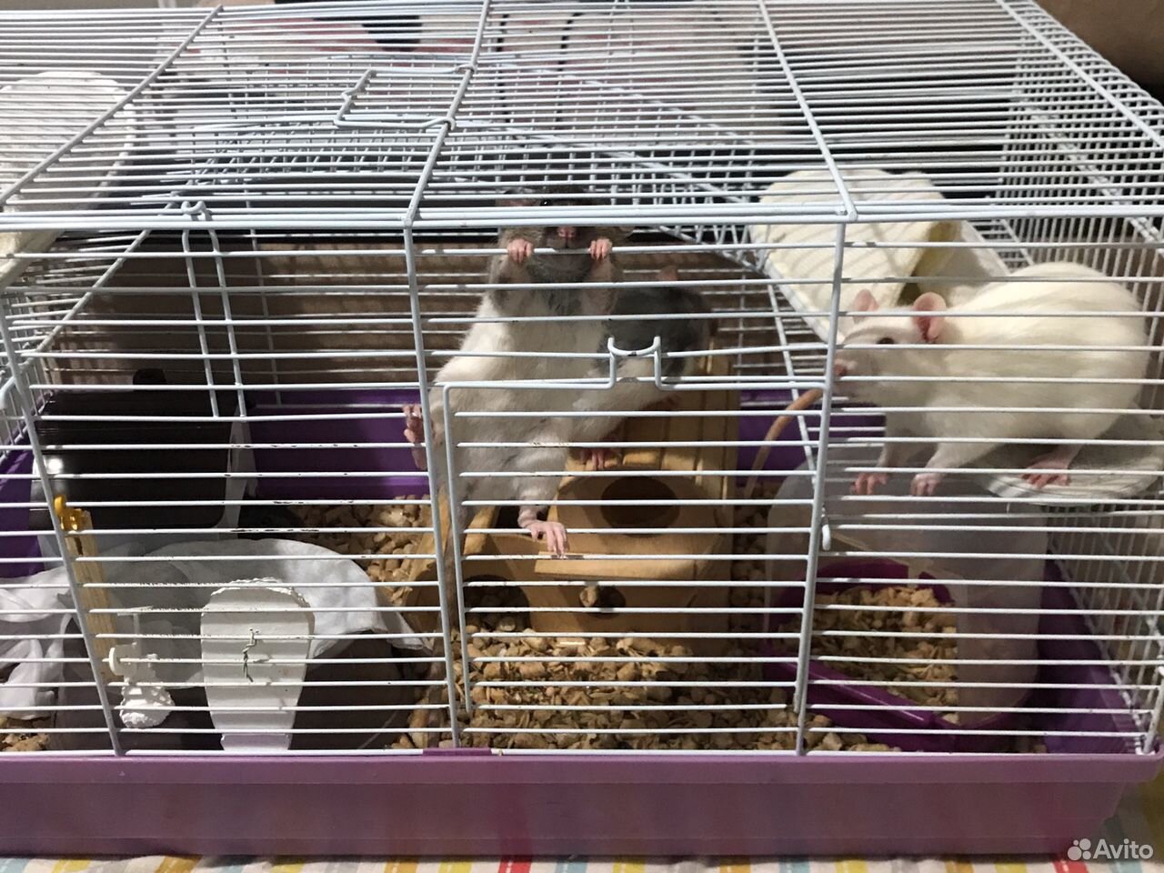 Крысы с клеткой