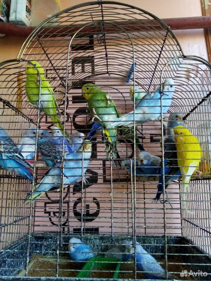 Попугаи и Канарейки