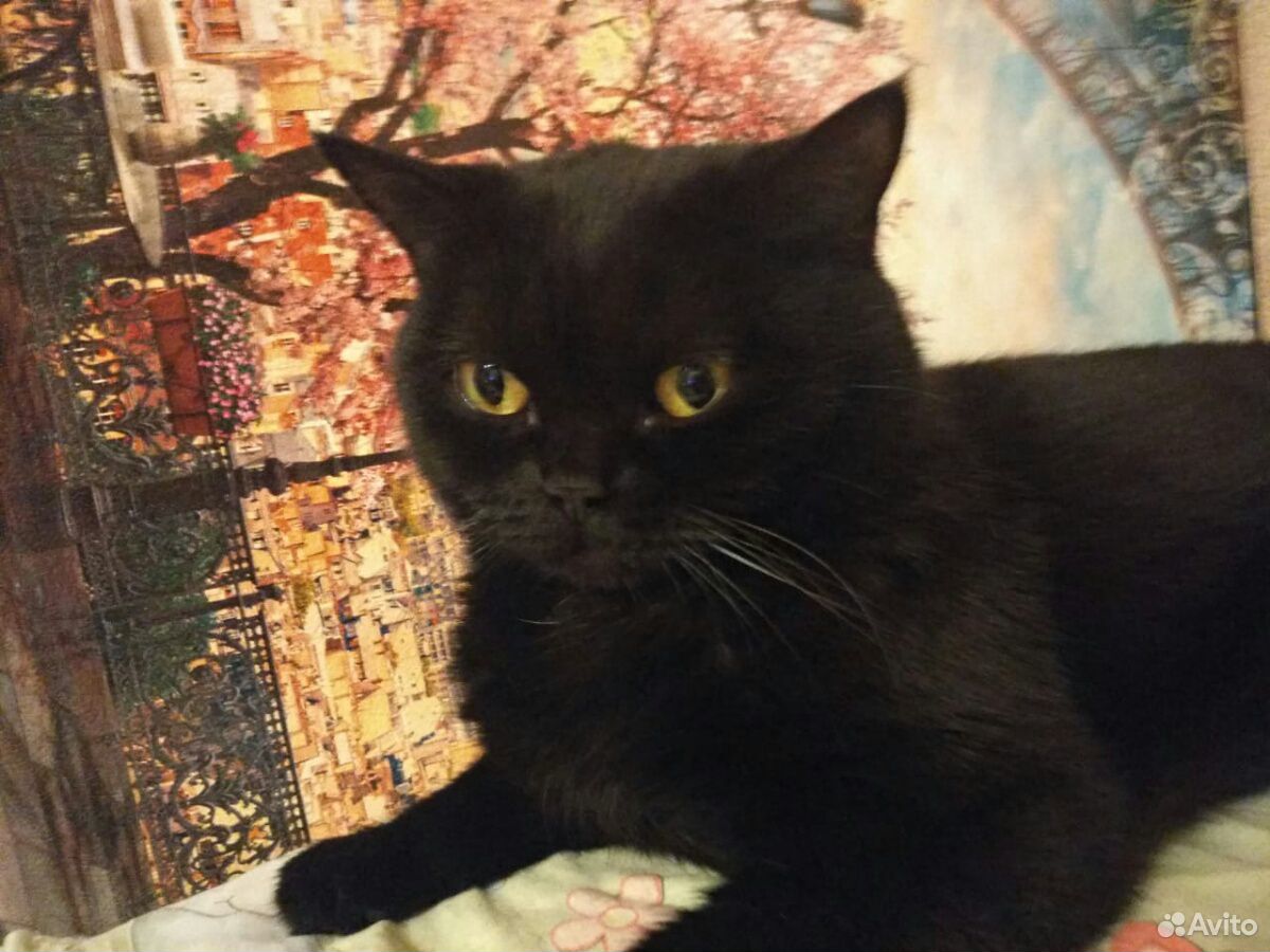 Кошка