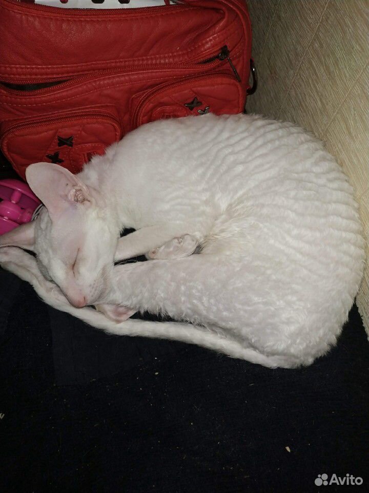 Котята-Корнишата