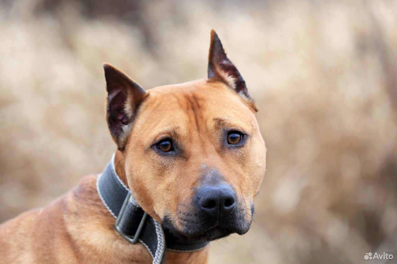 Рыжуля Винтер в дар