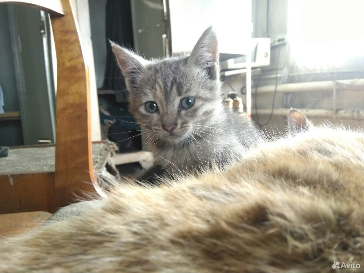 Котята дикой кошки