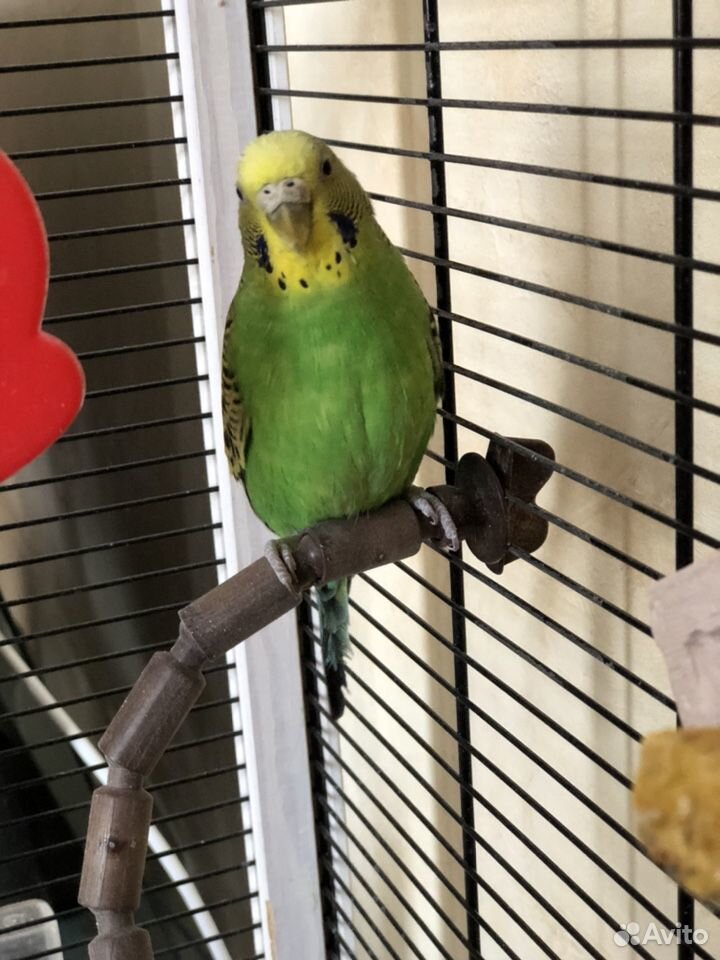 Волнистый попугайчик в дар
