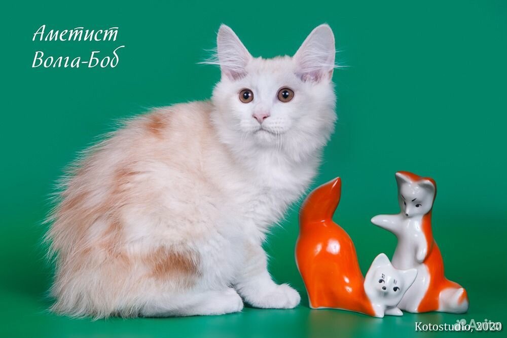 Котёнок бобтейл с родословной