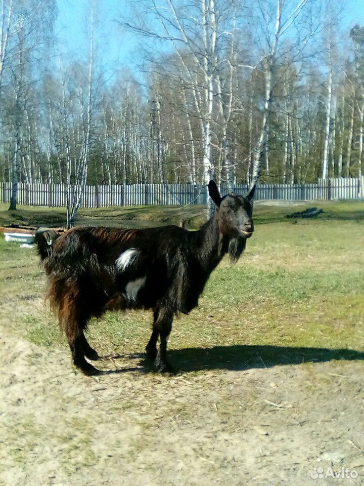 Дойная коза