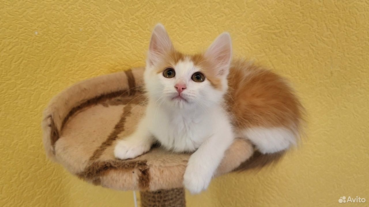 Котёнок Кекс в добрые руки