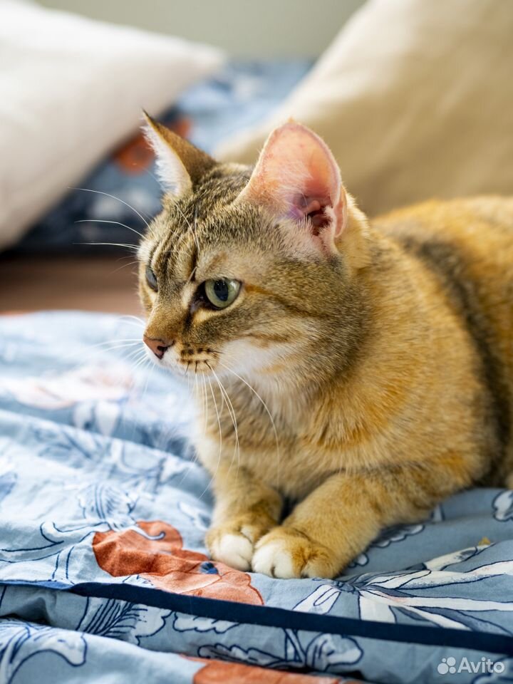 Кошка Матрёшка