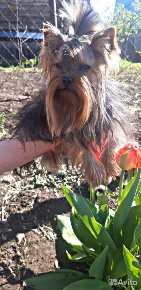 Йорк Вязка.Мини красавчик