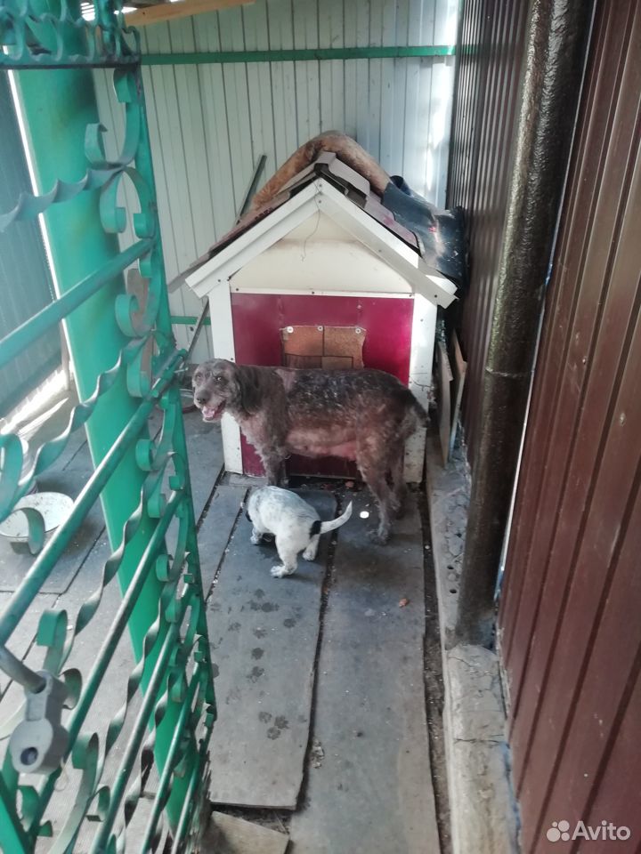 Собака, охотничья Дратхар