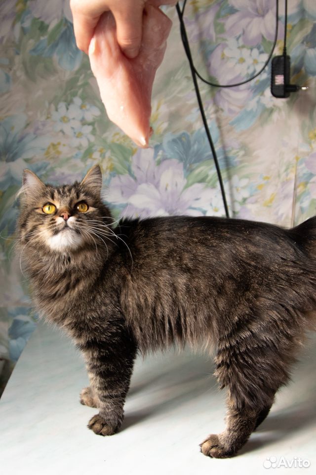 Кошечка котёночек Марта