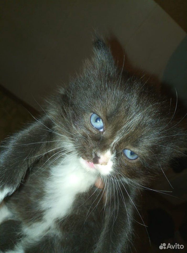 Котята - сибирячки