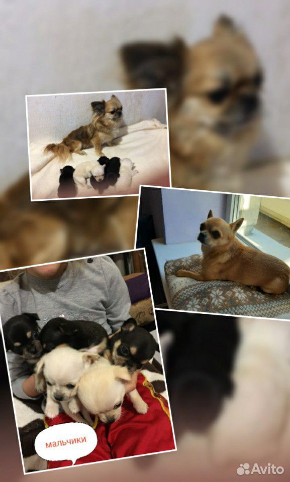 Чихуахуа сыночки