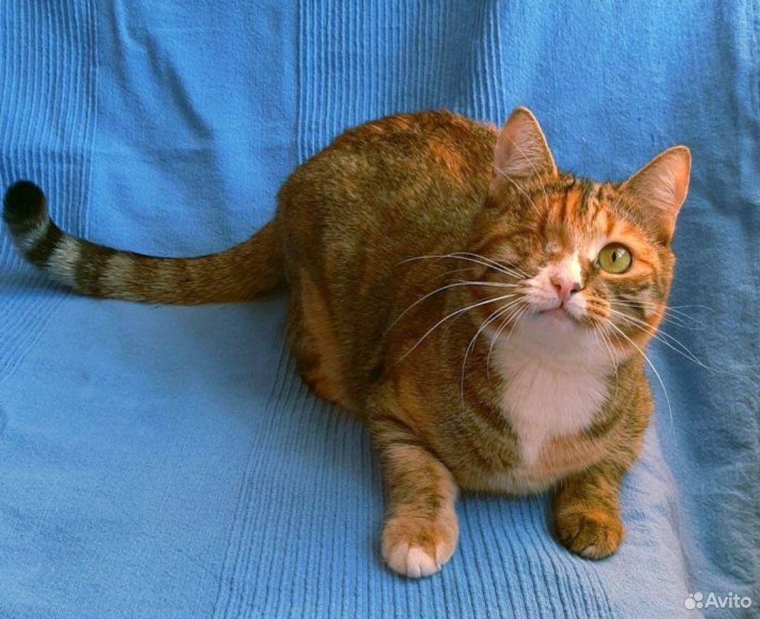Кошка Свити в добрые руки