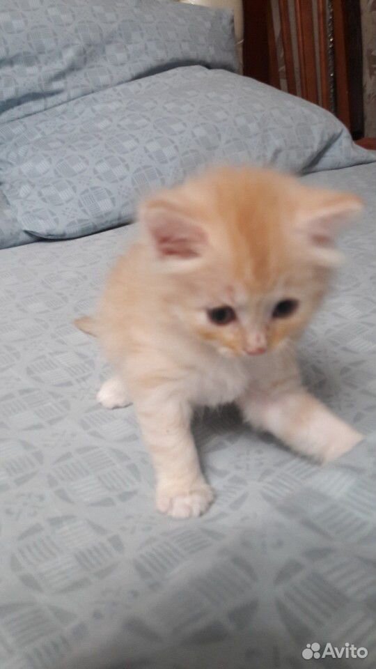 Котята