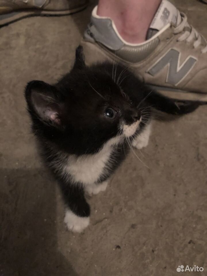 Котята,которые выжили