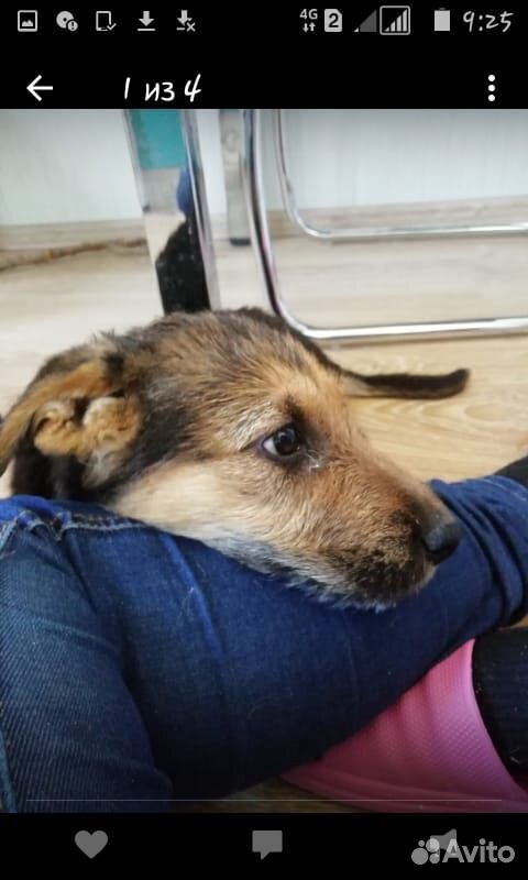 Терьеристый мальчик