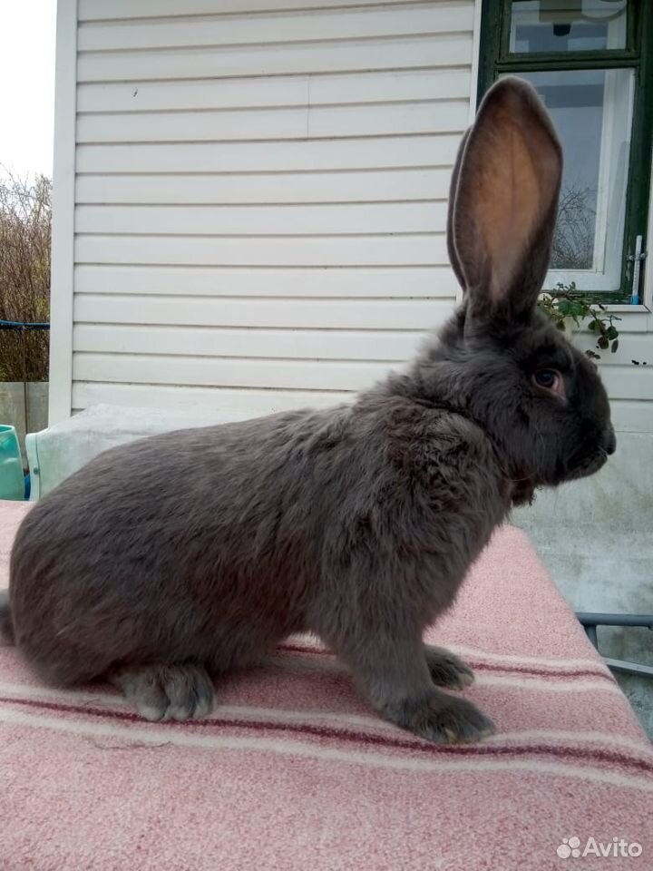 Племенной самец Бельгийский Великан