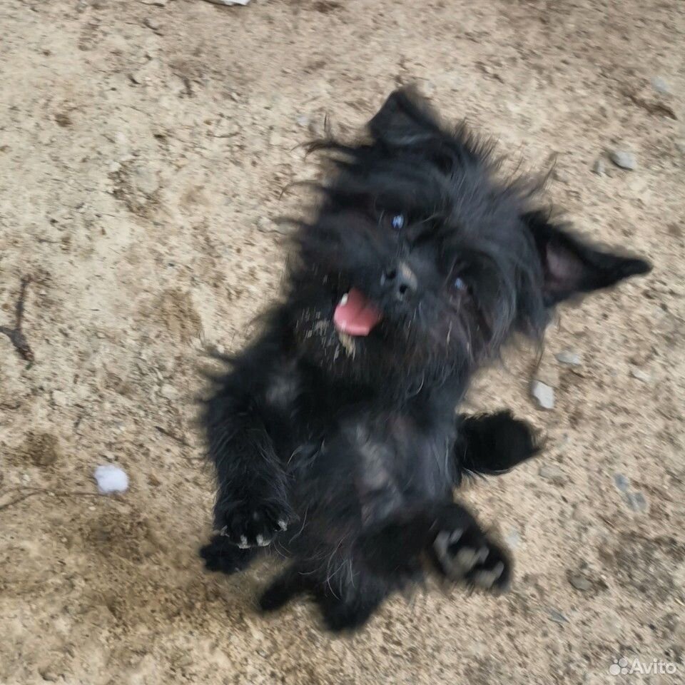 Чертенок-Аффенпинчер