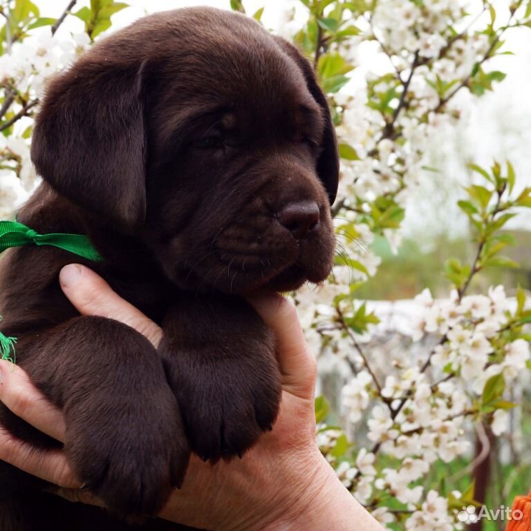 Лабрадор девочка шоколадный 1,5 мес РКФ