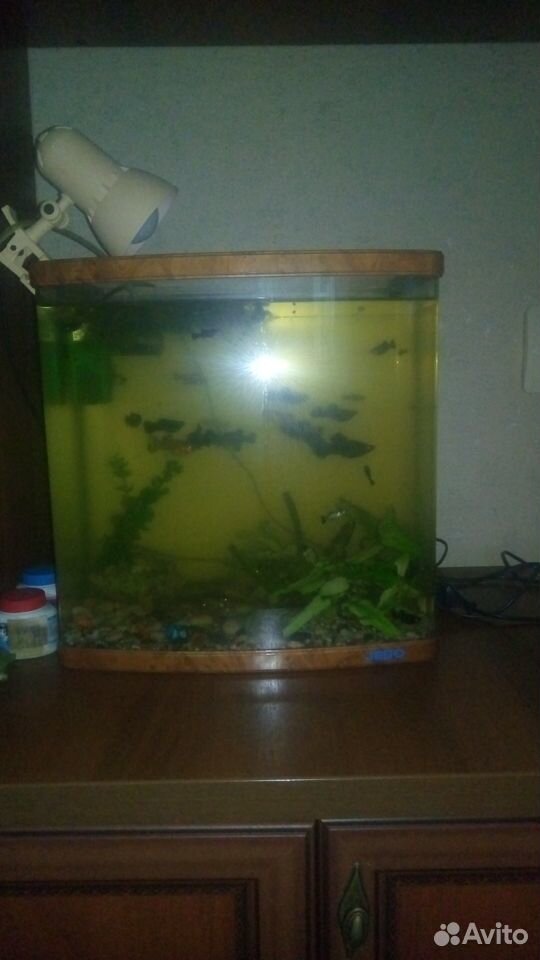 Аквариум