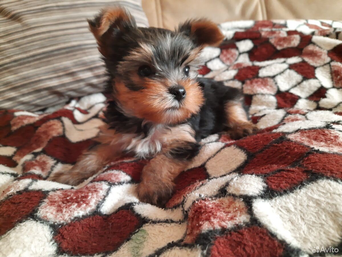 Йоркширский терьер