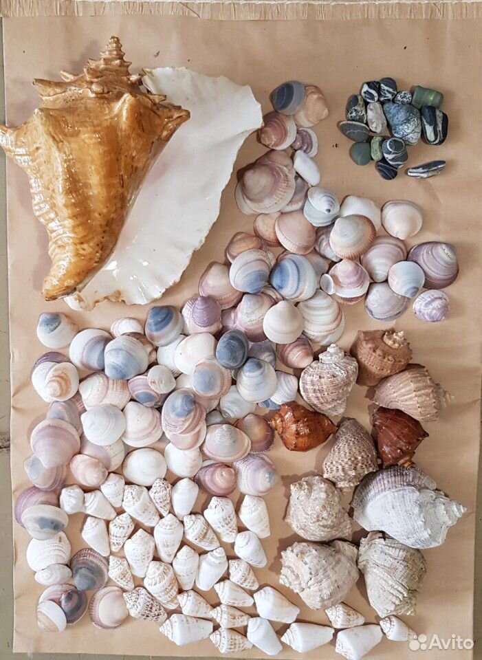 Морские ракушки