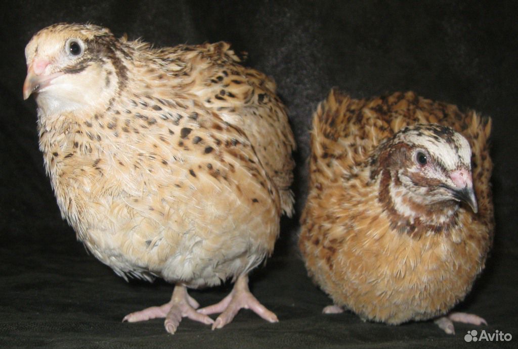 Перепела манчжурские