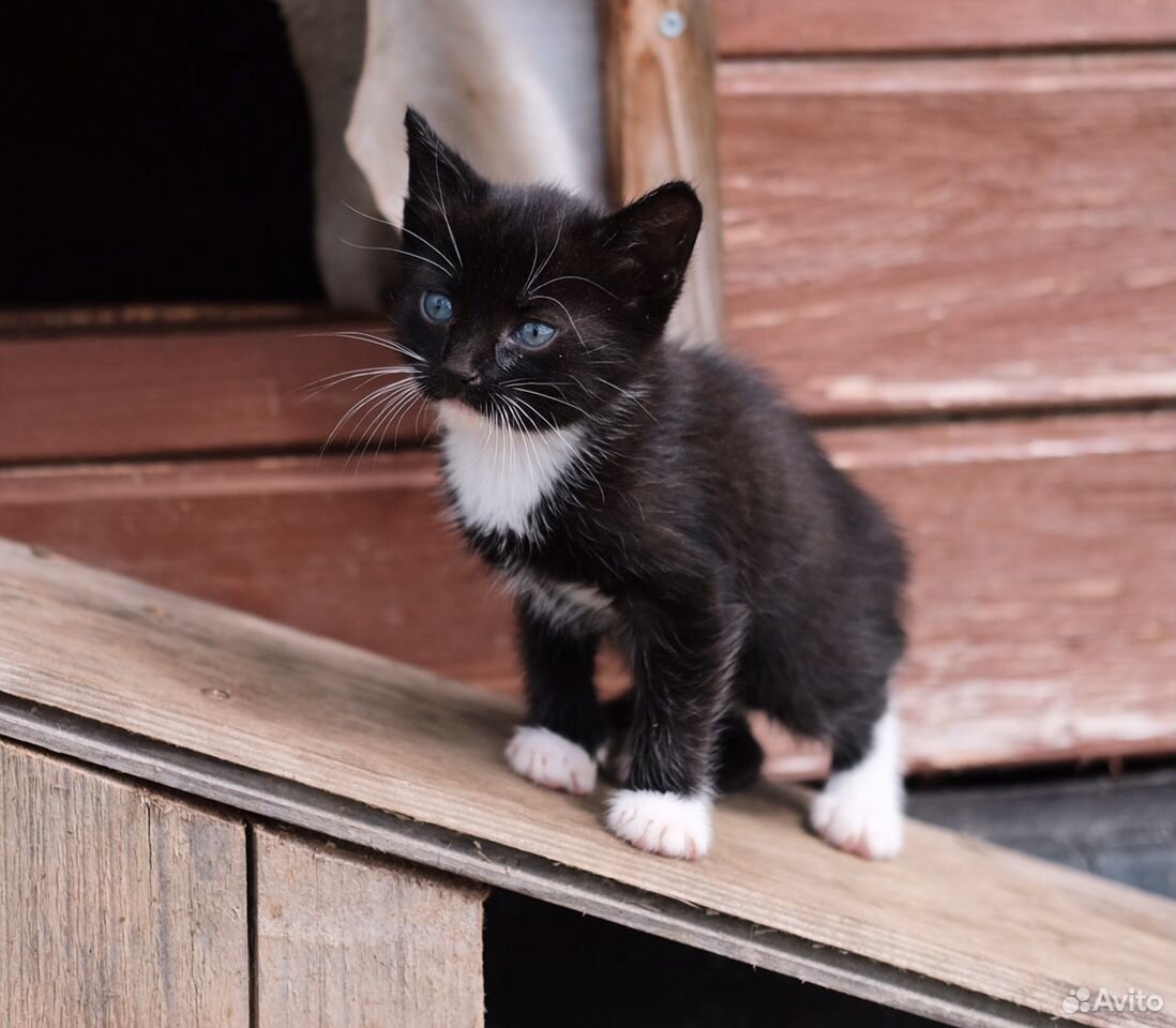 Ручной котёнок