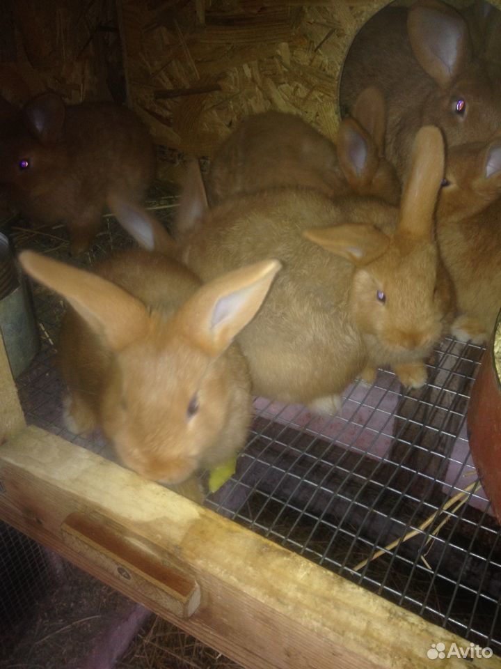 Кролики Новозеландцы,Калифорнийцы,Полтавское Сереб