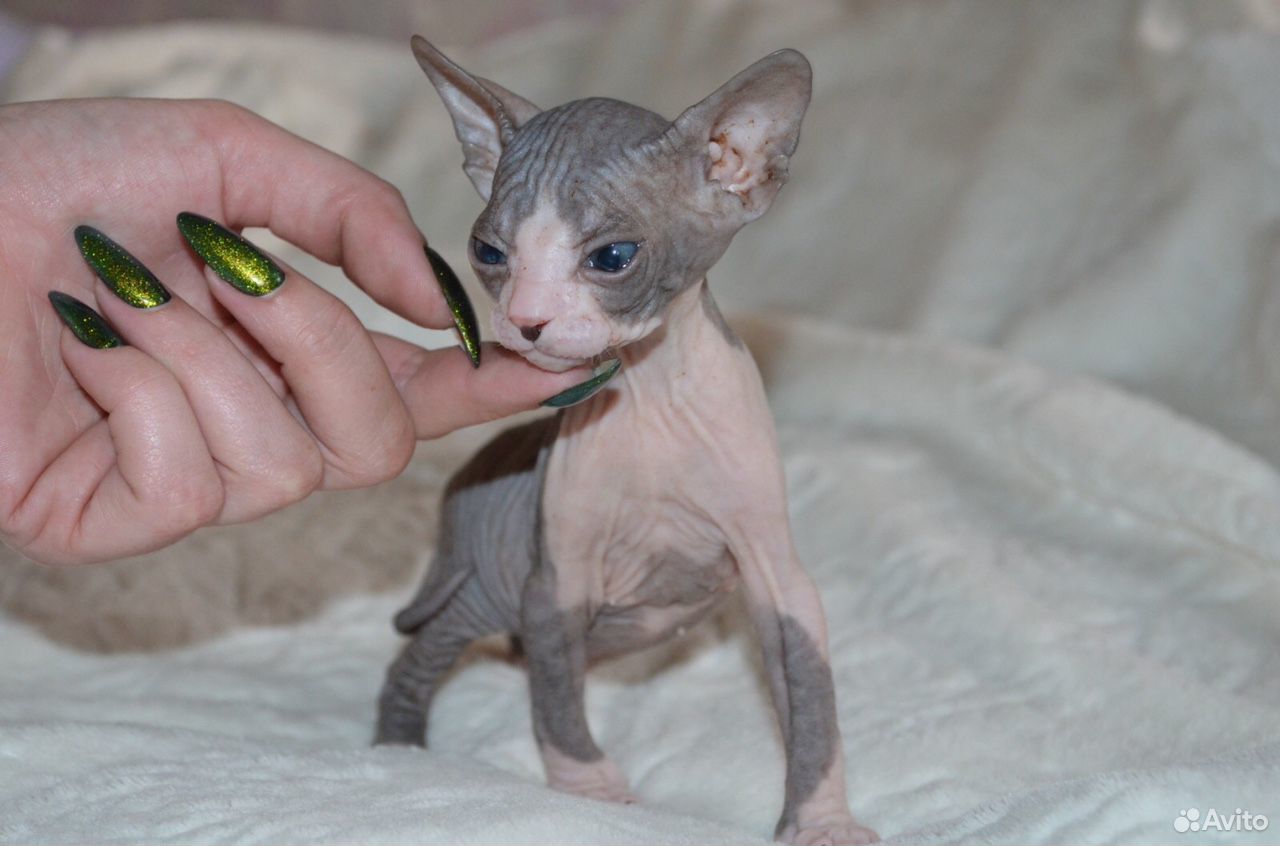 Донской сфинкс