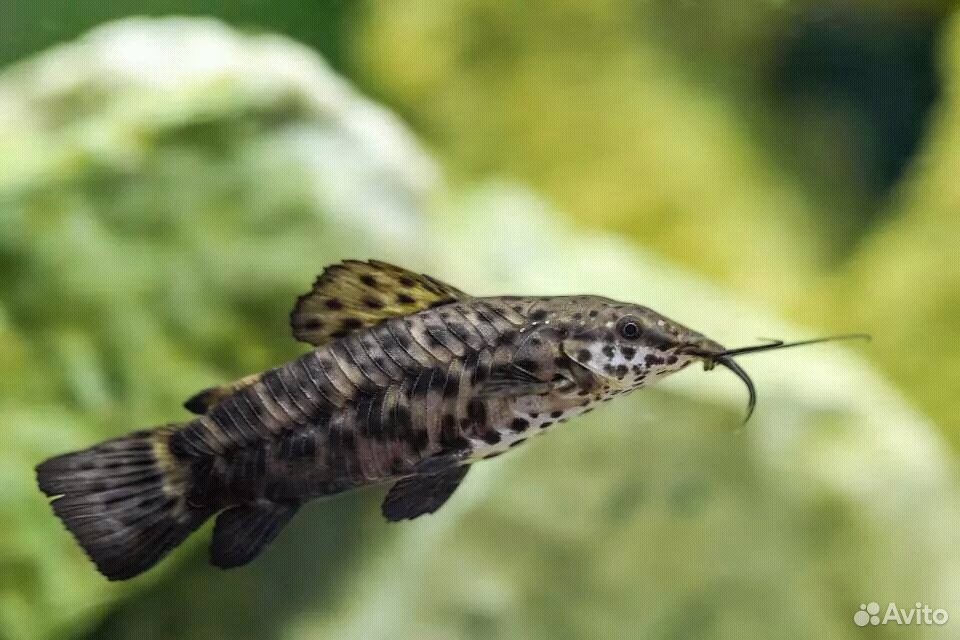 Аквариумная рыбка сом таракатум