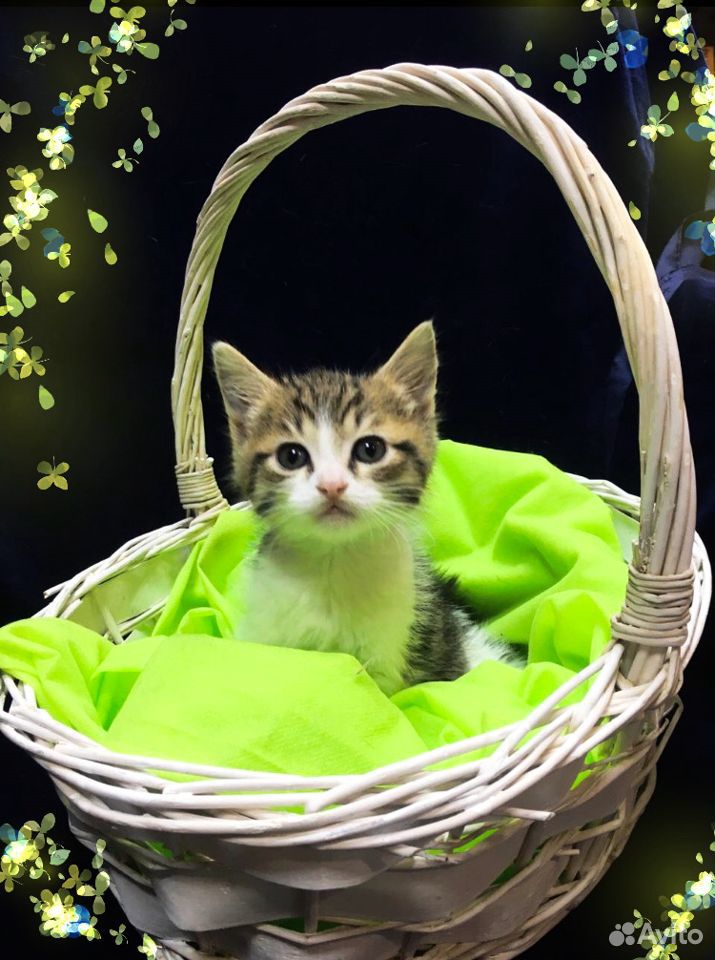 Василий ) можно просто Васенька ) котёнок мальчик