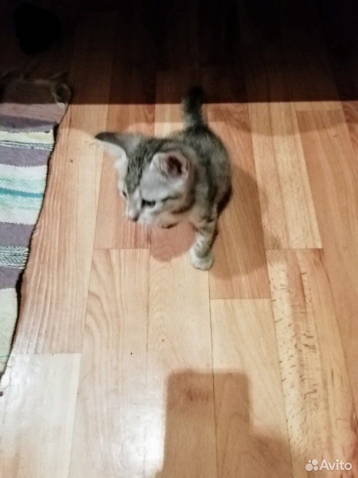 Котята от британки