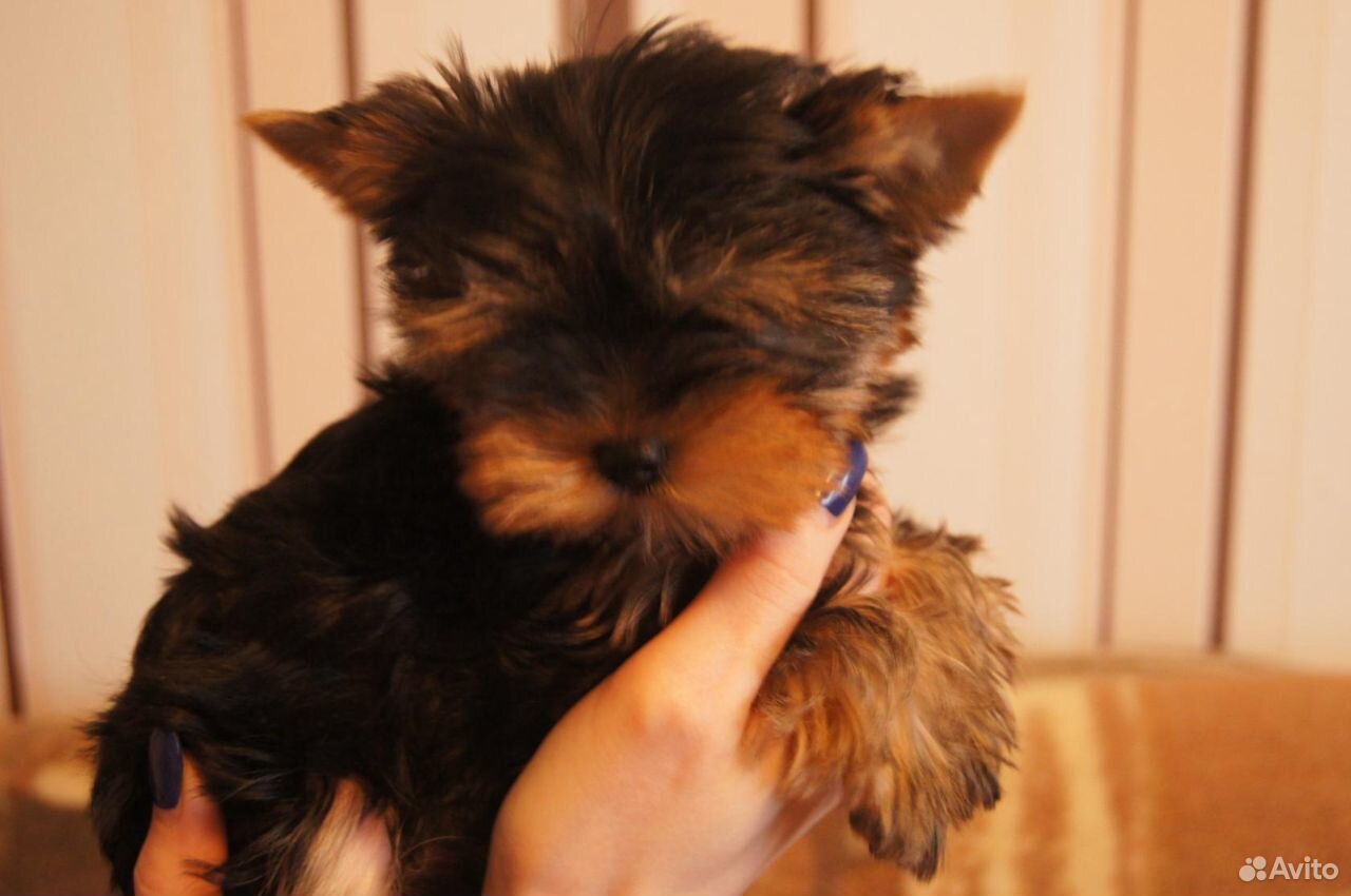 Фунтик-Унтик