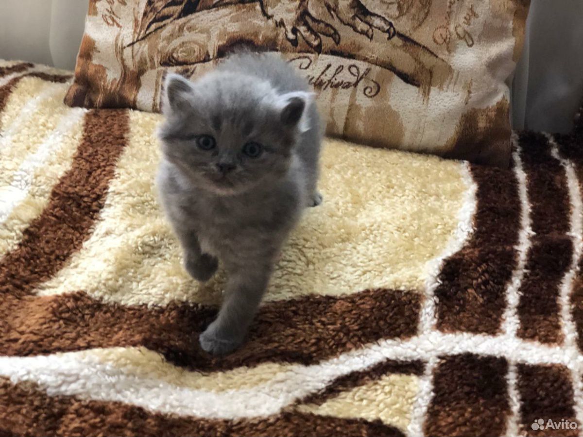 Британская кошечка 1 месяц