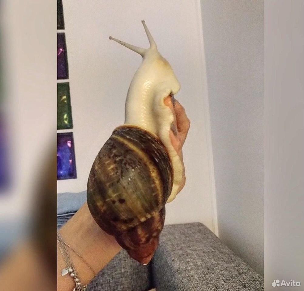 Архахатина Альбино