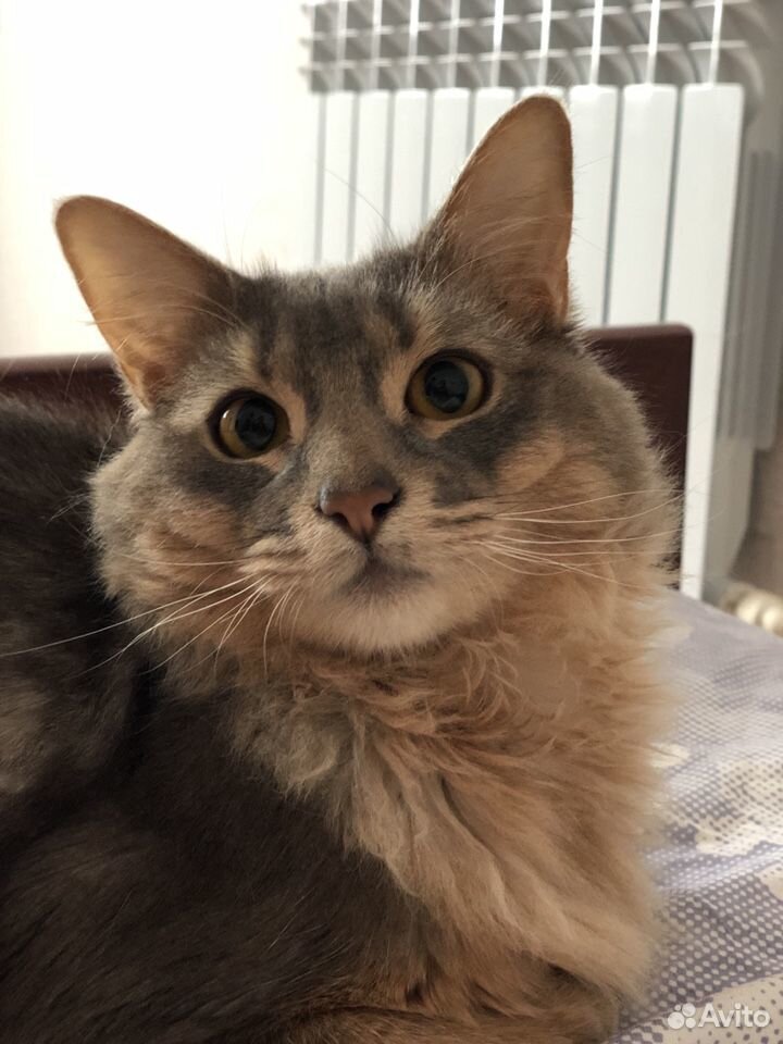 Кот Генерал Пушистые Штаны