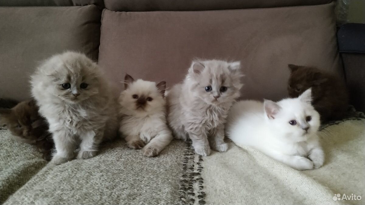 Котятки шотладцы