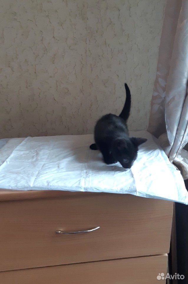 Котенок мальчик